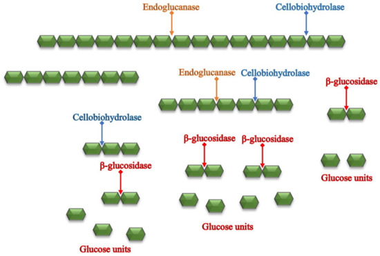 Catalysts | Free Full-Text | Membrane Bioreactors: A Promising Approach to Enhanced Enzymatic ...