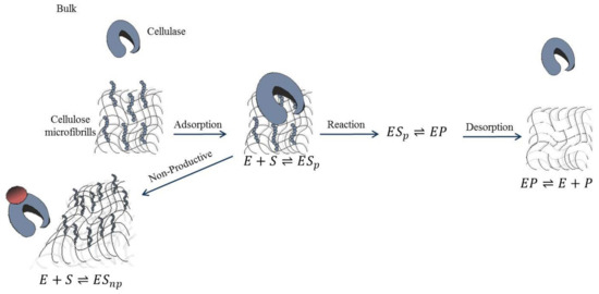 Catalysts | Free Full-Text | Membrane Bioreactors: A Promising Approach to Enhanced Enzymatic ...
