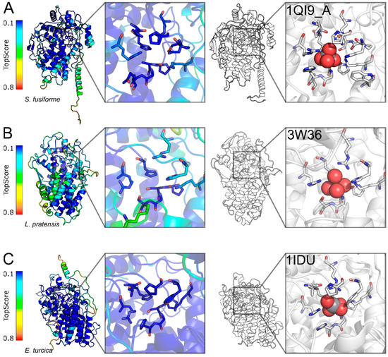 Identification and Characterization of the Haloperoxidase VPO-RR from ...