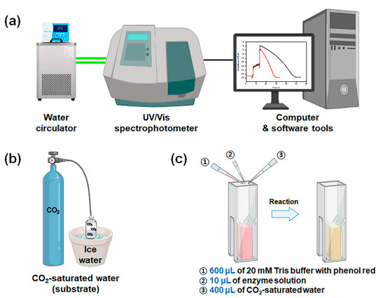 A Colorimetric CO2 Hydration Assay for Facile, Accurate, and Precise ...