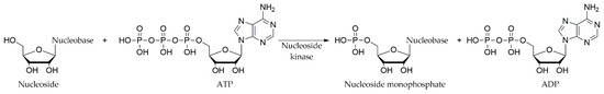 Enzymatic Synthesis of Modified Nucleoside 5′-Monophosphates