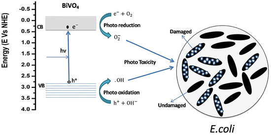Bismuth Vanadate (BiVO4) Nanostructures: Eco-Friendly Synthesis and ...