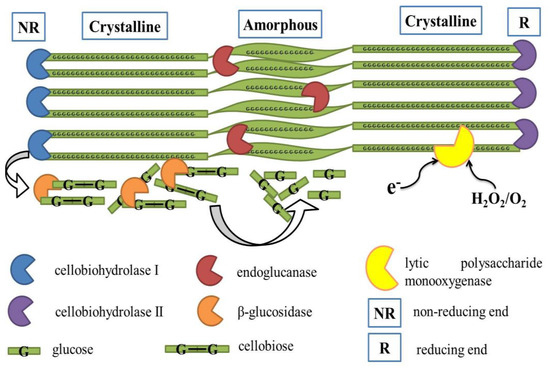 Microbial Lignocellulolytic Enzymes for the Effective Valorization of ...