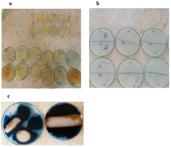 Identification of New Amylolytic Enzymes from Marine Symbiotic Bacteria ...
