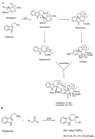 Role and Application of Biocatalysts in Cancer Drug Discovery