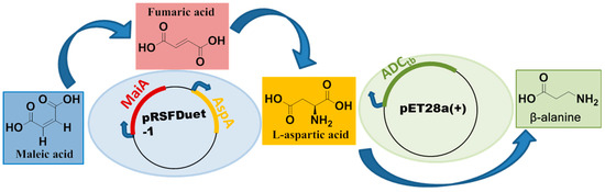 One-Pot Synthesis of β-Alanine from Maleic Acid via Three-Enzyme ...
