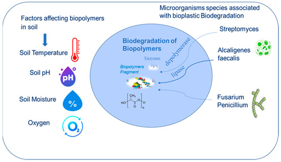 Biodegradation of Different Types of Bioplastics through Composting—A ...