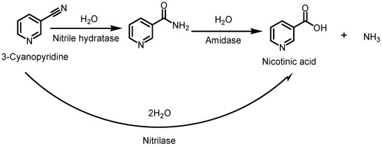 Highly Efficient Biosynthesis of Nicotinic Acid by Immobilized Whole ...