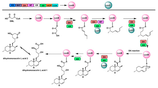 Multifunctional Enzymes in Microbial Secondary Metabolic Processes