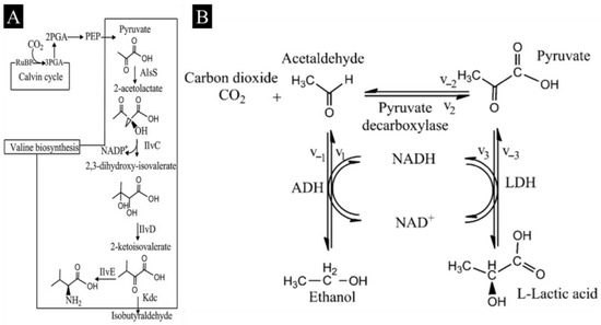 A Review on the Progress in Chemo-Enzymatic Processes for CO2 ...