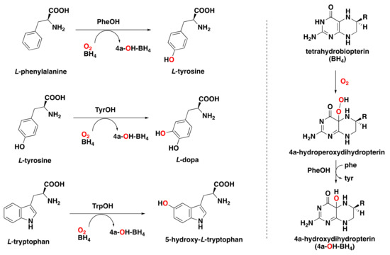 Non-Noble Metal Aromatic Oxidation Catalysis: From Metalloenzymes to ...