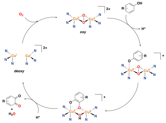 Non-Noble Metal Aromatic Oxidation Catalysis: From Metalloenzymes to ...