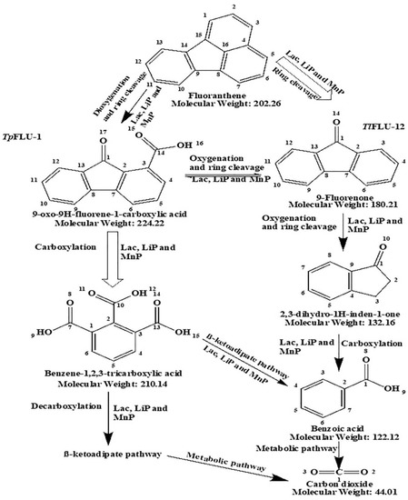 Metabolic Biodegradation Pathway of Fluoranthene by Indigenous ...