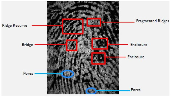 Waste Biomass Originated Biocompatible Fluorescent Graphene Nano-Sheets ...
