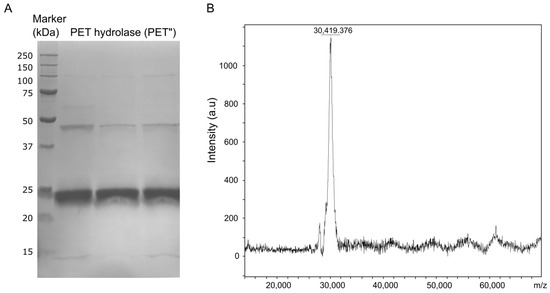 Marine PET Hydrolase (PET2): Assessment of Terephthalate- and Indole ...