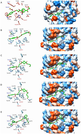 Marine PET Hydrolase (PET2): Assessment of Terephthalate- and Indole ...