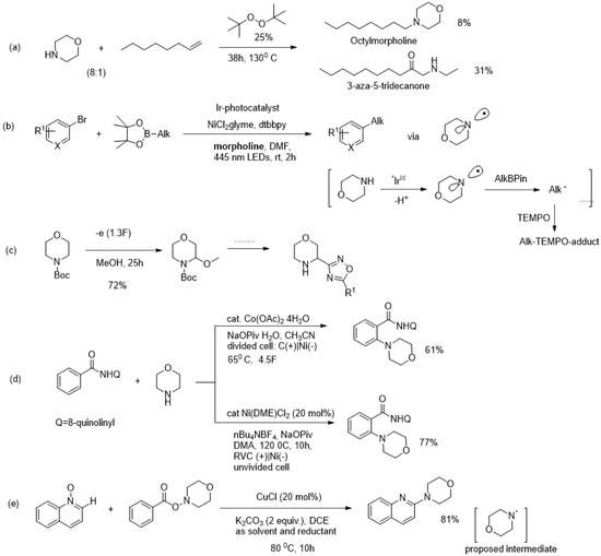 Morpholine Radical in the Electrochemical Reaction with Quinoline N-Oxide