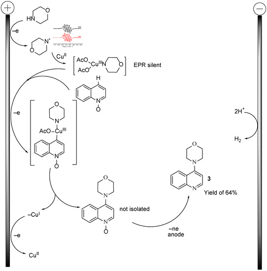Morpholine Radical in the Electrochemical Reaction with Quinoline N-Oxide