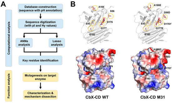 Engineering of GH11 Xylanases for Optimal pH Shifting for Industrial ...
