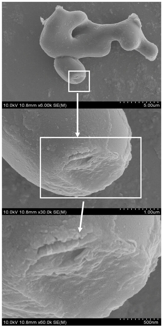 From Waste to Catalyst: Transforming Mussel Shells into a Green ...