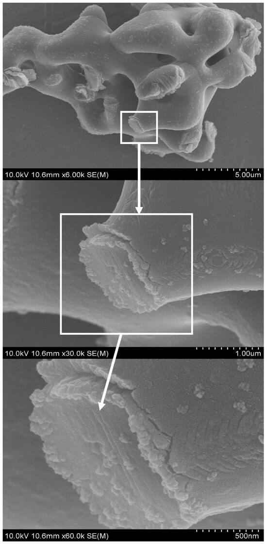 From Waste to Catalyst: Transforming Mussel Shells into a Green ...