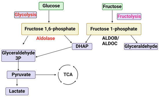 Aldolase: A Desirable Biocatalytic Candidate for Biotechnological ...