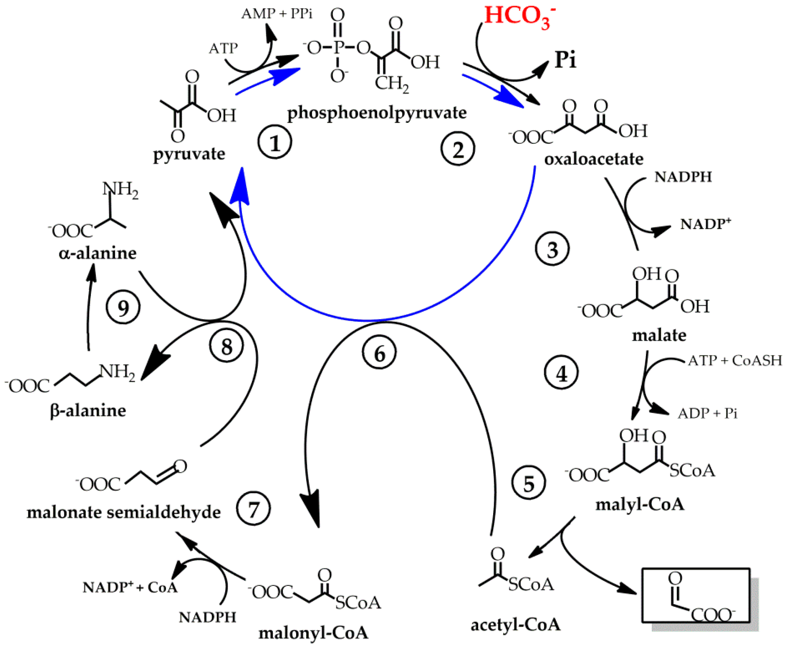 The Biochemistry of Artificial CO2-Fixation Pathways: The Exploitation ...
