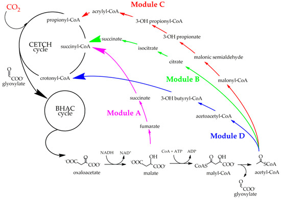 The Biochemistry of Artificial CO2-Fixation Pathways: The Exploitation ...