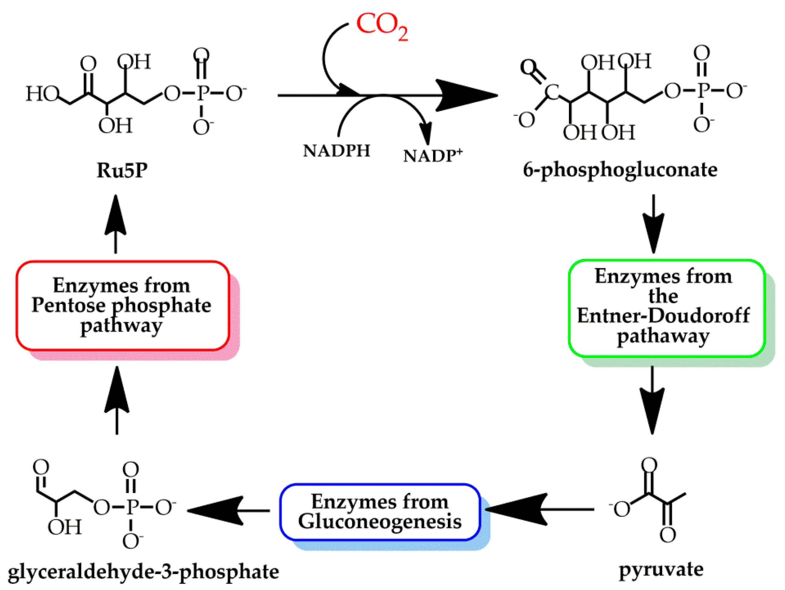 The Biochemistry of Artificial CO2-Fixation Pathways: The Exploitation ...