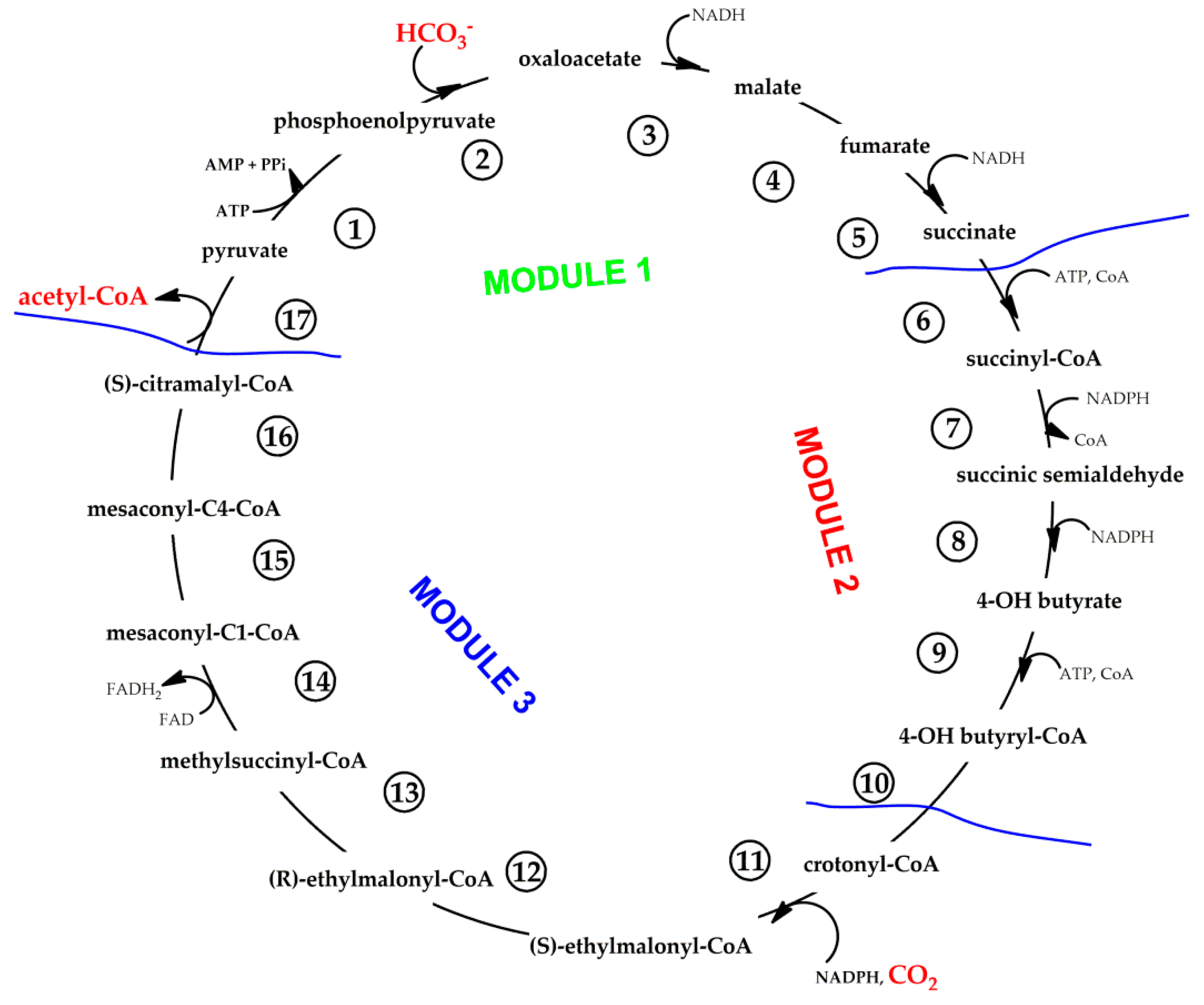 The Biochemistry of Artificial CO2-Fixation Pathways: The Exploitation ...