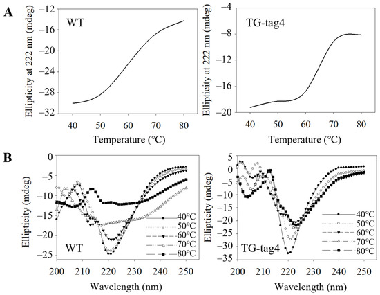 Engineering the C-Terminal Region to Enhance the Thermal Stability of ...