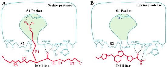 Advancements in Serine Protease Inhibitors: From Mechanistic Insights ...