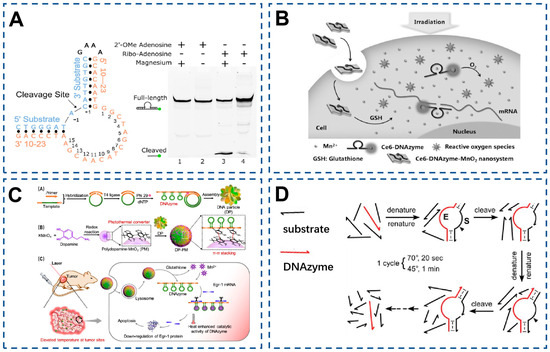 Advancing DNAzyme Technology in Tumor Treatment