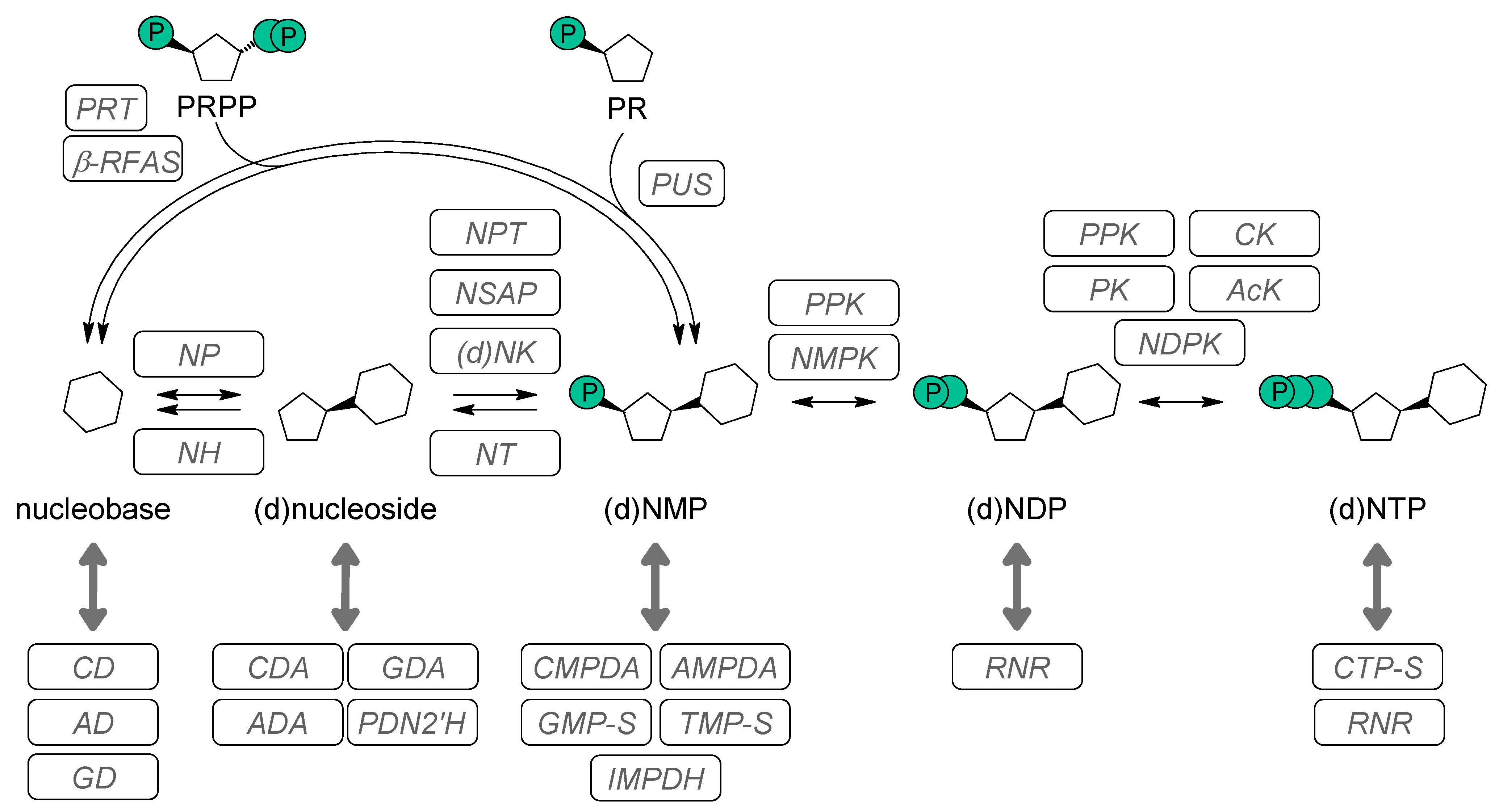 Advances in the Enzymatic Synthesis of Nucleoside-5′-Triphosphates and ...