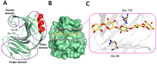Strategies and Recent Trends in Engineering Thermostable GH11 Xylanases
