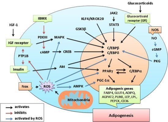 Cells | Free Full-Text | Redox Mechanisms in Regulation of Adipocyte ...