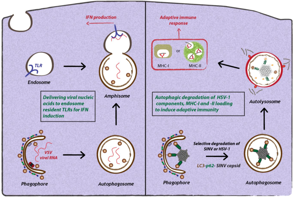 Cells | Free Full-Text | Divergent Roles of Autophagy in Virus Infection