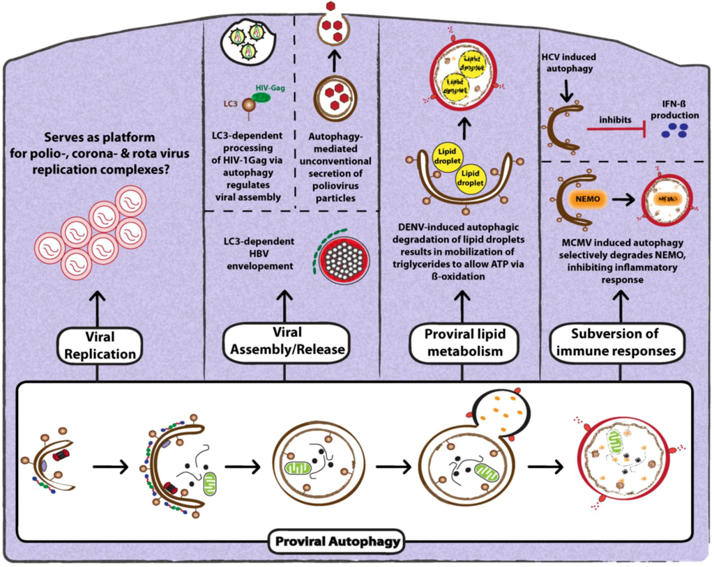 Cells | Free Full-Text | Divergent Roles of Autophagy in Virus Infection