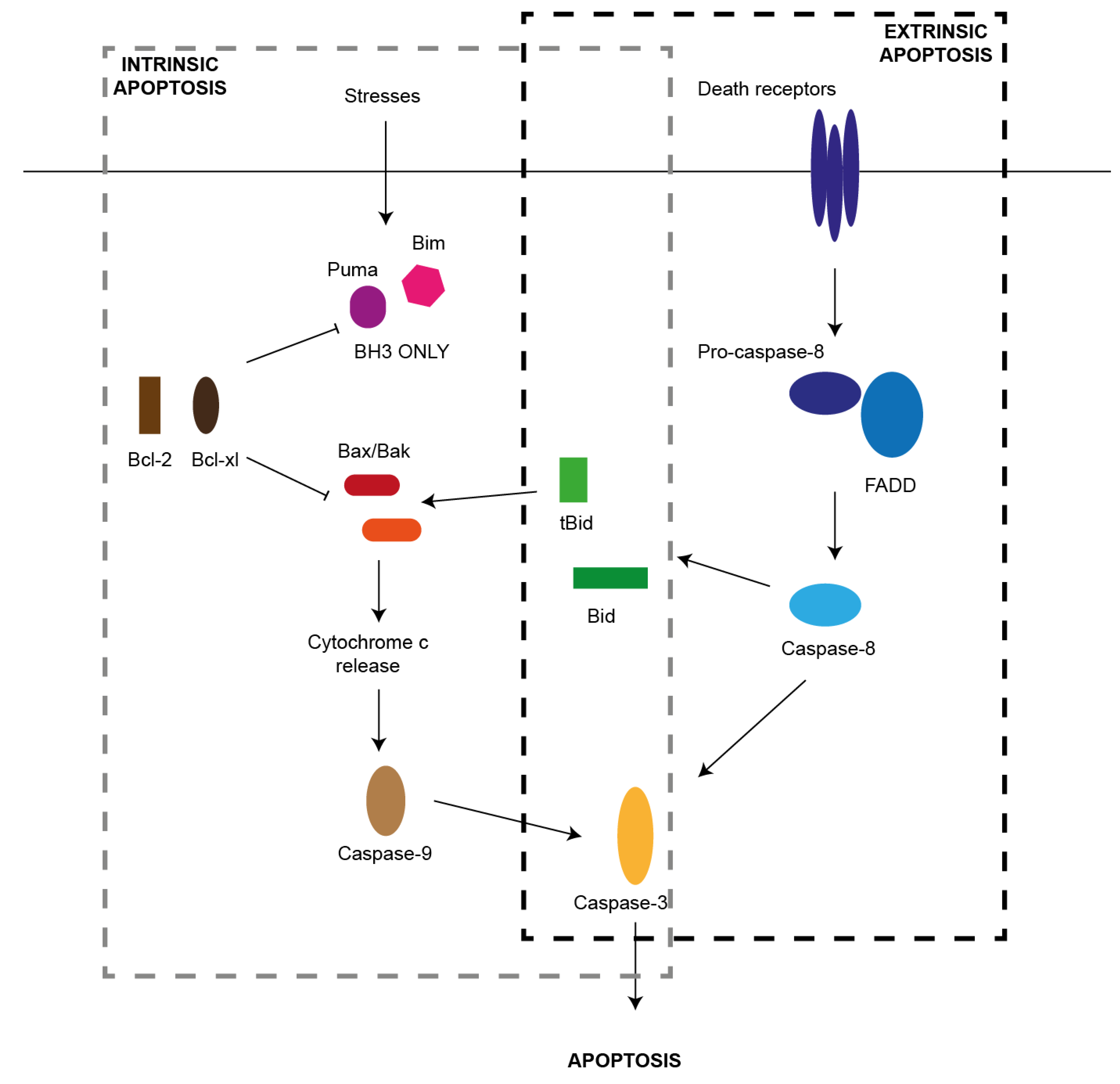 Extrinsic Pathway Apoptosis
