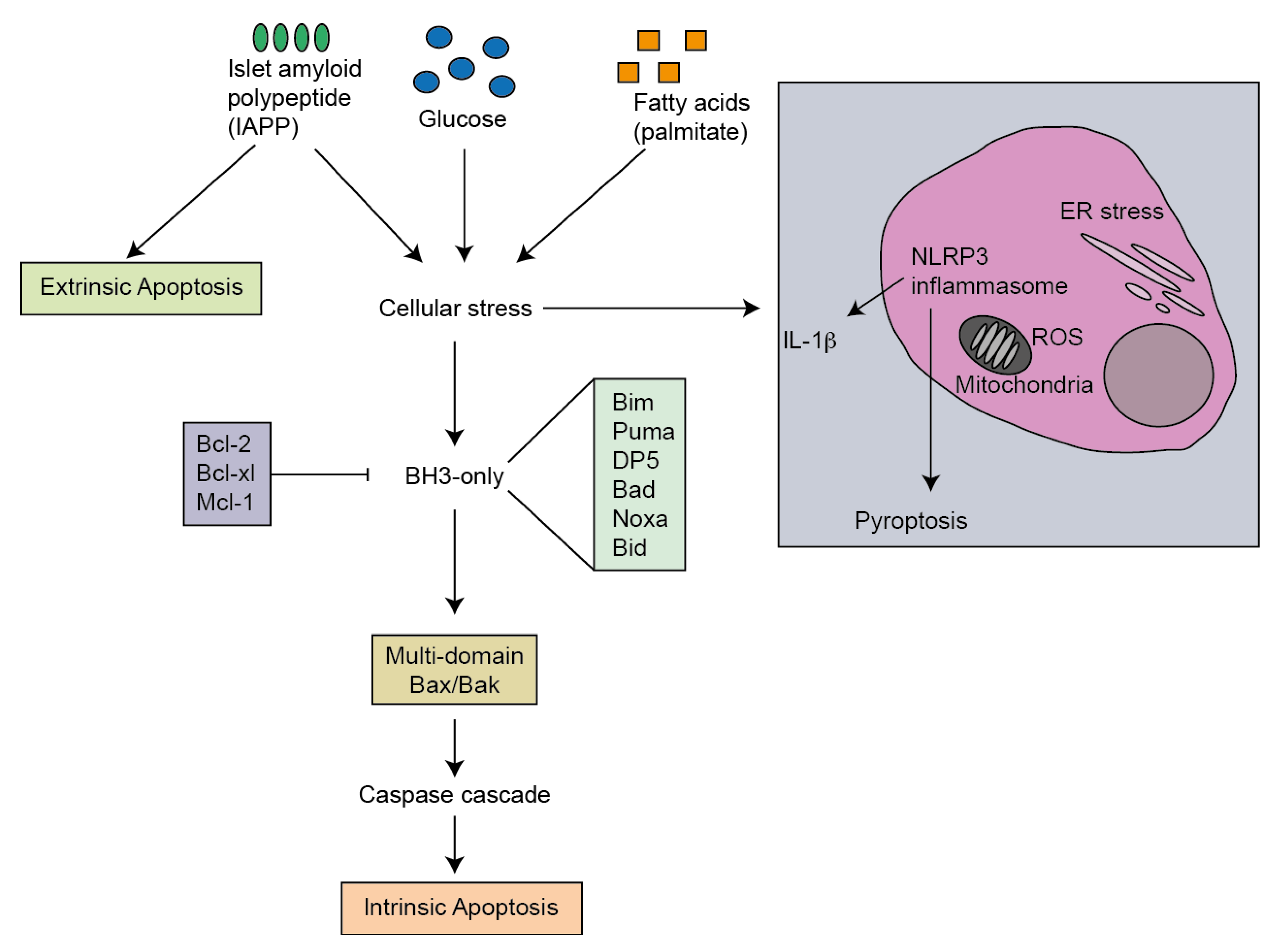 Linking Metabolic Abnormalities to Apoptotic Pathways in Beta Cells in ...