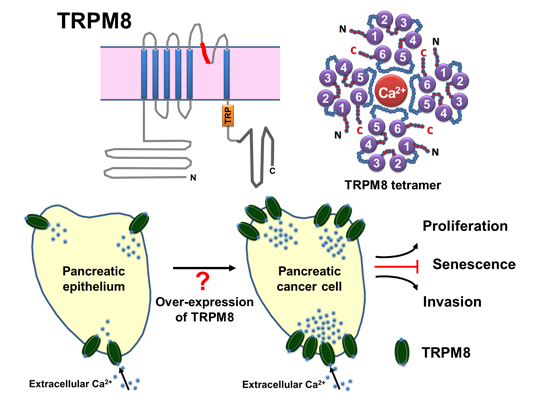 Cells | Free Full-Text | Aberrantly Over-Expressed TRPM8 Channels in ...