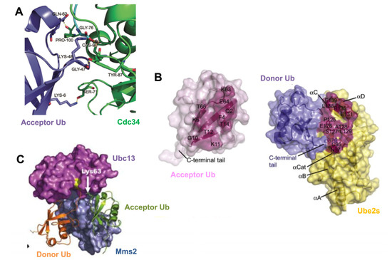 Mechanisms of Generating Polyubiquitin Chains of Different Topology