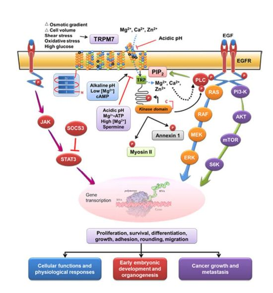 Cells | Free Full-Text | Cellular and Developmental Biology of TRPM7 Channel-Kinase: Implicated ...