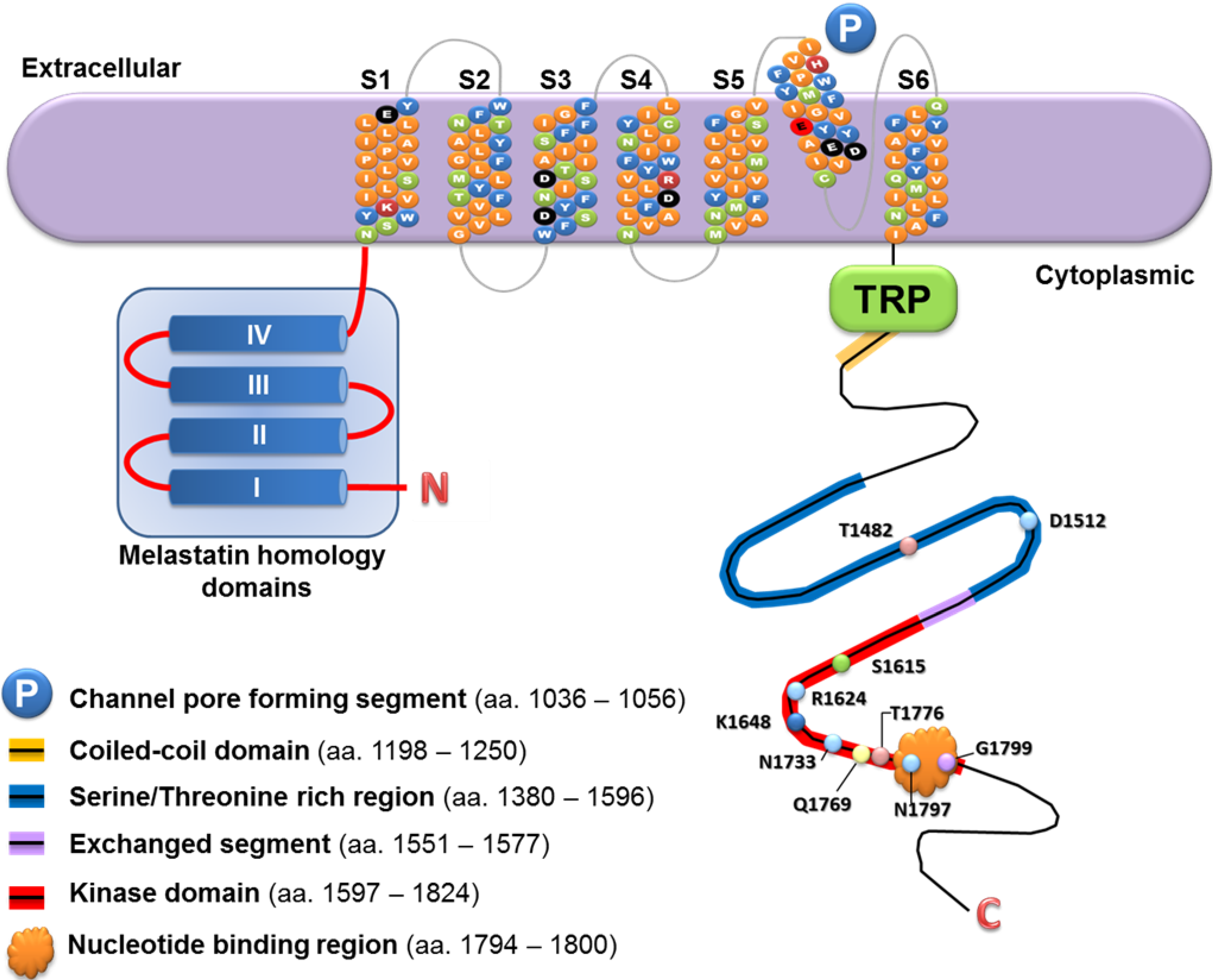 Cells | Free Full-Text | Cellular and Developmental Biology of TRPM7 ...