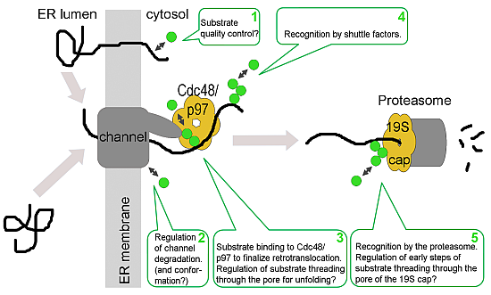 Cells | Free Full-Text | Regulation of Endoplasmic Reticulum-Associated ...