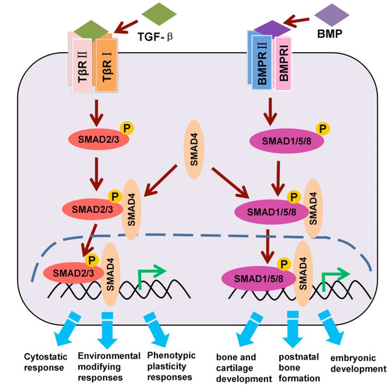 Regulation of TGF-β Superfamily Signaling by SMAD Mono-Ubiquitination