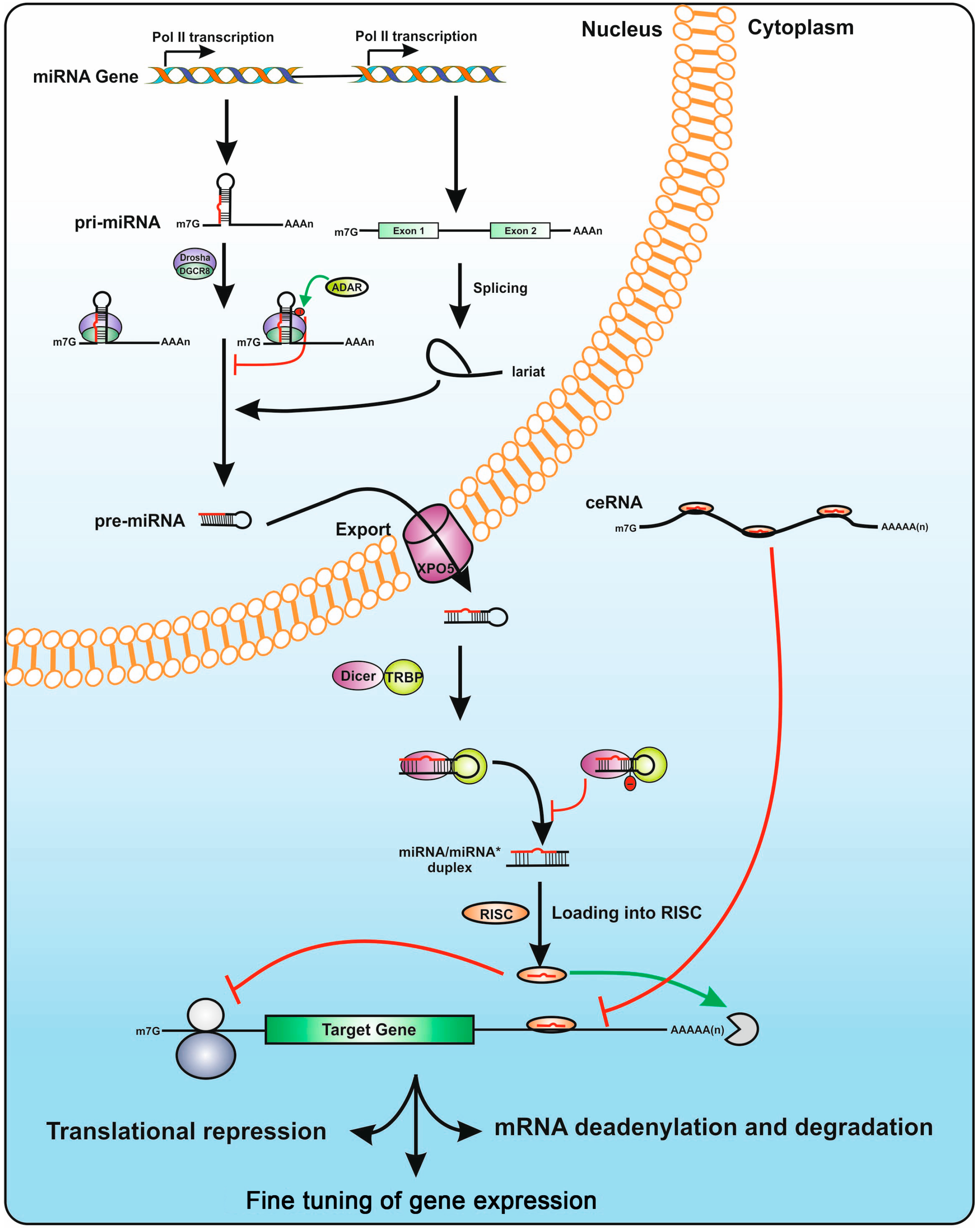 Cells Free Full Text Regulation Of Cardiac Cell Fate By Micrornas