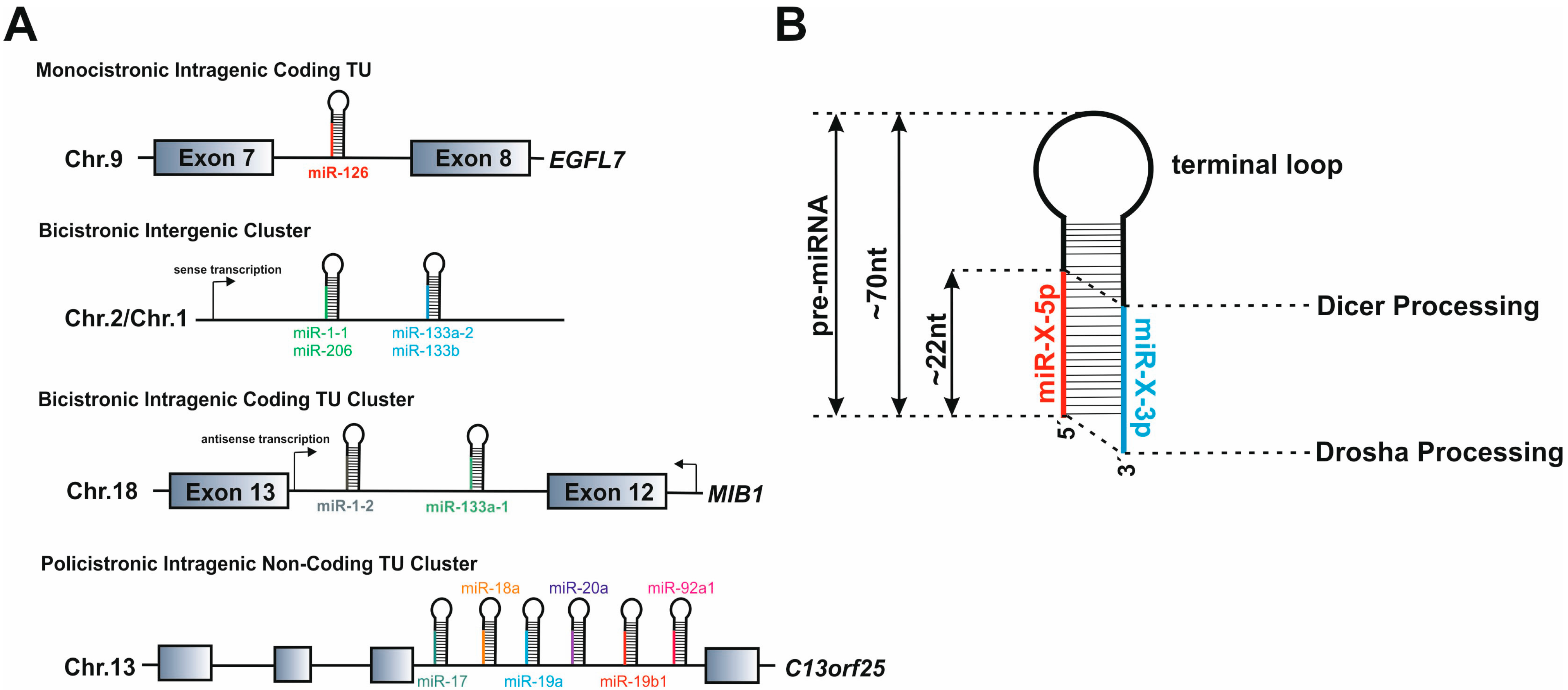 Cells Free Full Text Regulation Of Cardiac Cell Fate By Micrornas