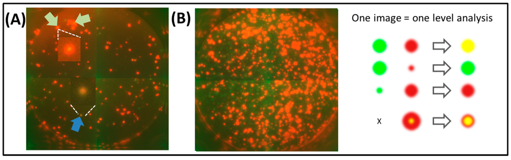 Stepping up ELISpot: Multi-Level Analysis in FluoroSpot Assays