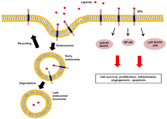 Cells | Free Full-Text | Scavenger Receptor Structure and Function in ...